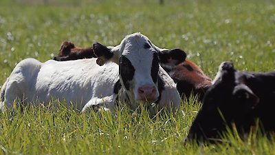 Watch The Incredible Pol Farm Season 1 Episode 9 - Up Sheep's Creek ...