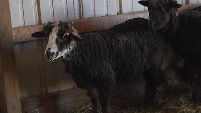 Watch The Incredible Pol Farm Season 1 Episode 13 - Are Ewe Pregnant ...