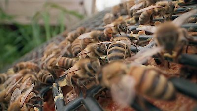 Watch The Incredible Pol Farm Season 1 Episode 14 - The Pol Shebang ...