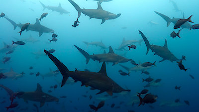 Watch Our Living World Season 1 Episode 3 - Breaking Point Online Now