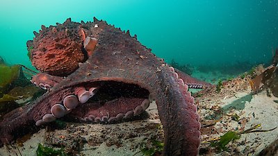 Watch Secrets of the Octopus Season 1 Episode 2 - Masterminds Online Now