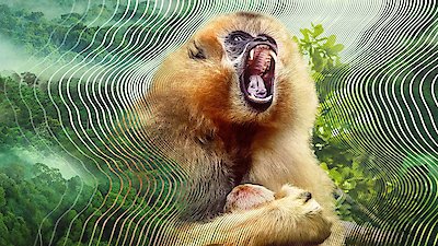 Watch Secret World of Sound with David Attenborough Season 1 Episode 2 ...