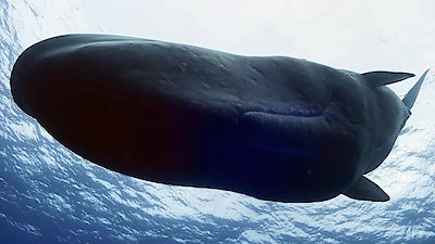 Watch OceanXplorers Season 1 Episode 2 - Giants of the Deep Online Now