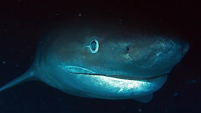 Watch OceanXplorers Season 1 Episode 3 - Jurassic Shark Online Now