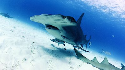 Watch OceanXplorers Season 1 Episode 4 - Hammerhead Highway Online Now