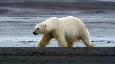 Watch OceanXplorers Season 1 Episode 5 - Kingdom of the Polar Bear ...