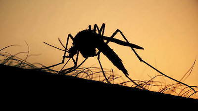 Watch What's Next? The Future with Bill Gates Season 1 Episode 5 - Can ...