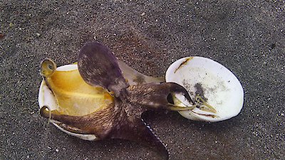 Watch Our Oceans Season 1 Episode 2 - Indian Ocean Online Now