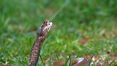 Watch Deadly Hunters Season 1 Episode 2 - Venom Online Now