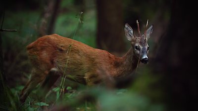 Watch Inside the Enchanted Forests Season 1 Episode 2 - Seasonal Online Now