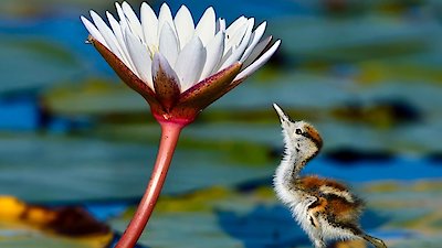 Watch Planet Earth III Season 1 Episode 4 - Freshwater Online Now