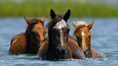 Watch The Americas Season 1 Episode 1 - The Atlantic Coast Online Now