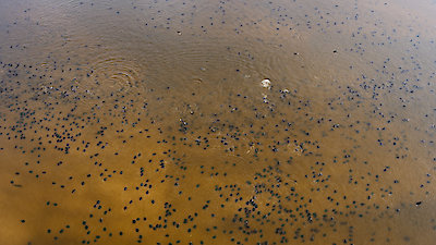 Watch The Americas Season 1 Episode 4 - The Amazon Online Now