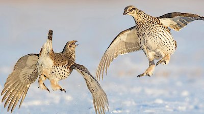 Watch The Americas Season 1 Episode 5 - The Frozen North Online Now