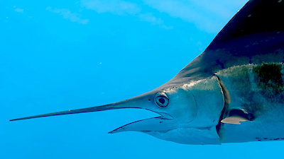 Watch The Americas Season 1 Episode 8 - The Caribbean Online Now