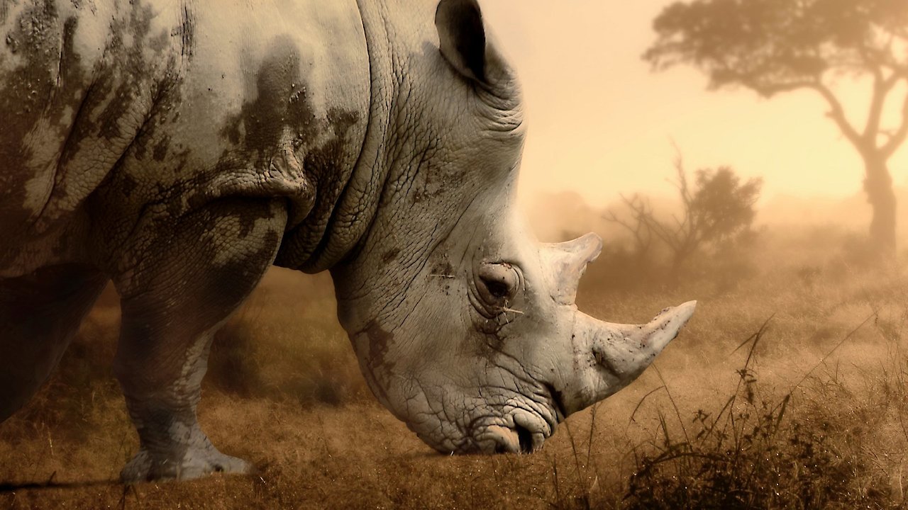 Watch Hunting to Save the Rhinos Season 1 Episode 7 - The History of ...