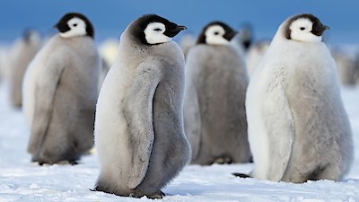 Watch Secrets Of The Penguins Season 1 Episode 1 - Heart of the ...