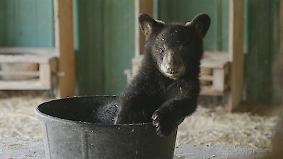Watch Cub Camp Season 1 Episode 2 - Meet the X-Girls Online Now